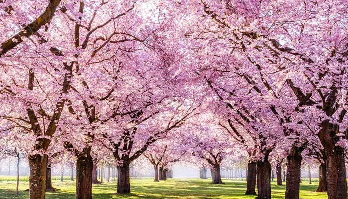 Fun Facts About Cherry Blossoms