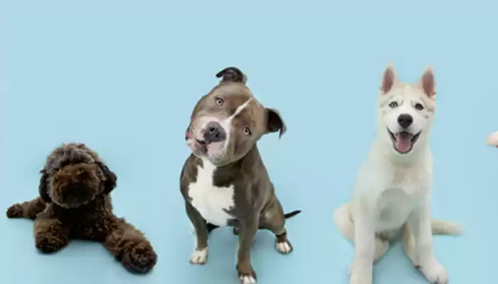 Understanding Pet Behaviour: Decoding Your Pet's Body Language Understanding Pet Behaviour: Decoding Your Pet's Body Language
